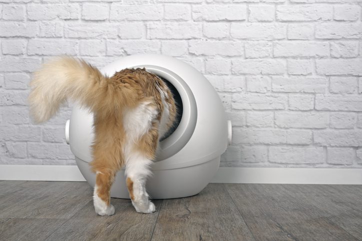 Why is My Cat Pooping Outside the Litterbox? | Whitney Veterinary Hospital