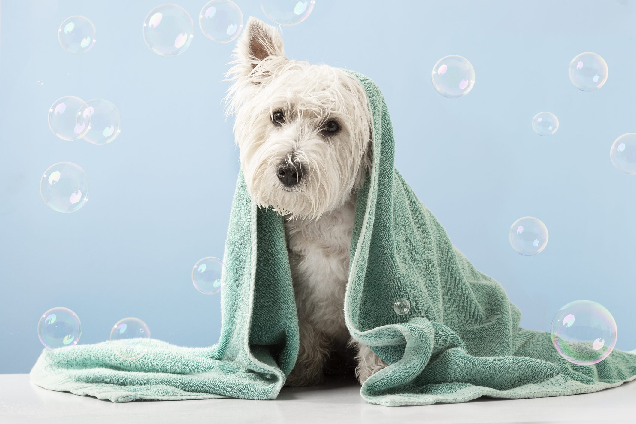 How to Bathe a Dog | Whitney Veterinary Hospital