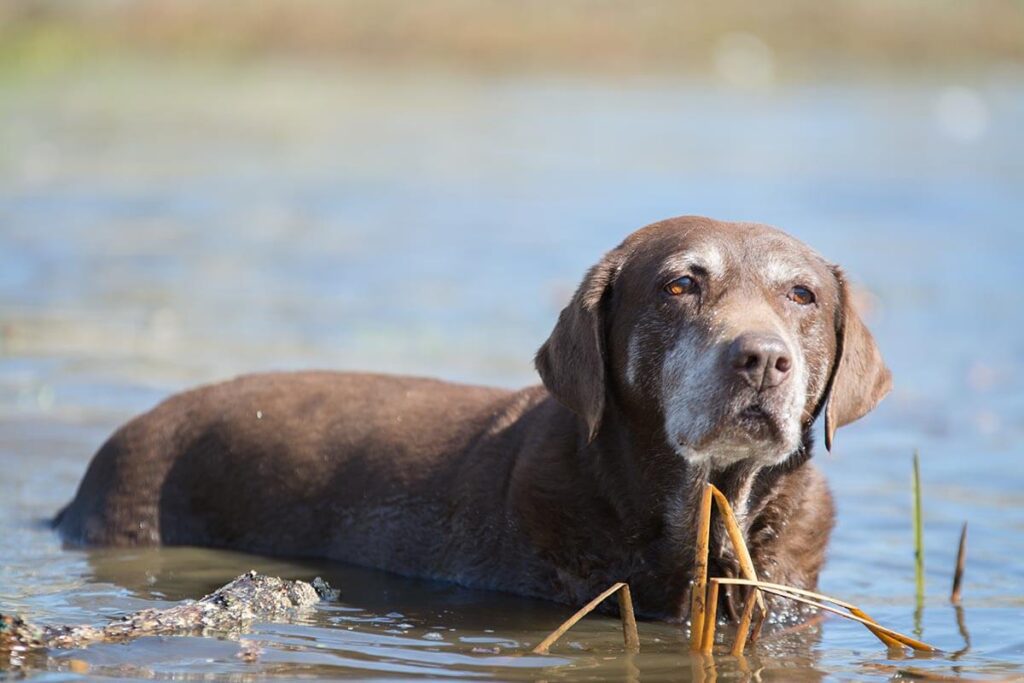 Low-Impact Activities for Keeping Senior Dogs Fit | Whitney Veterinary ...