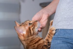Do Cats Love Their Owners? Understanding Feline Affection | Whitney ...