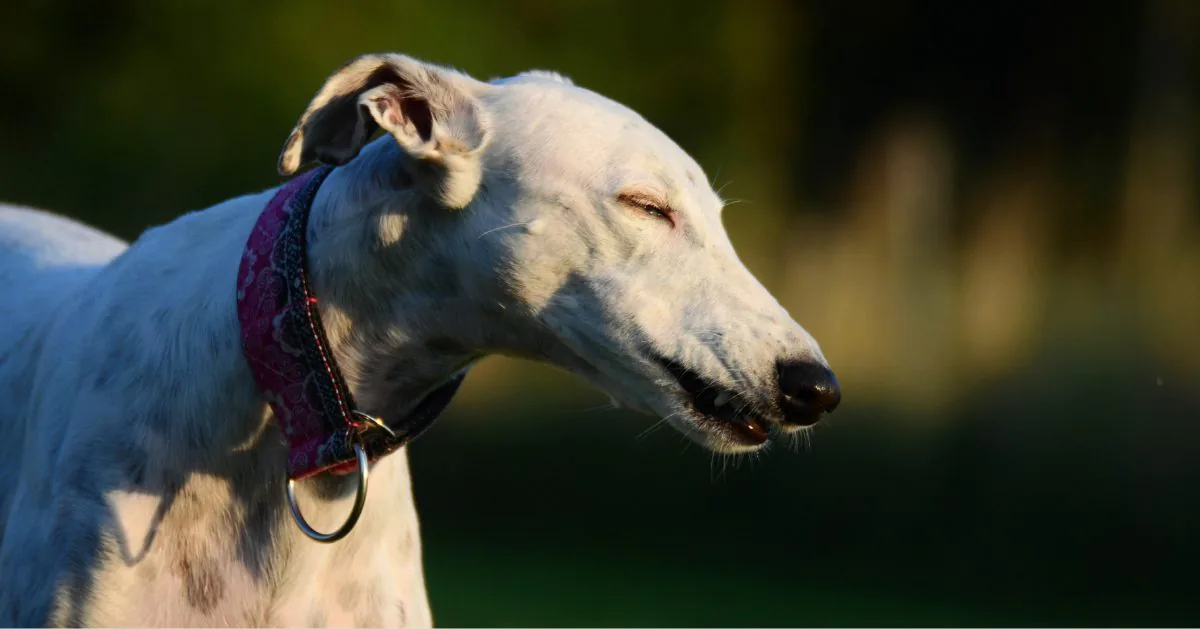 Reverse Sneezing in Dogs: When Should You Be Worried? | Whitney ...